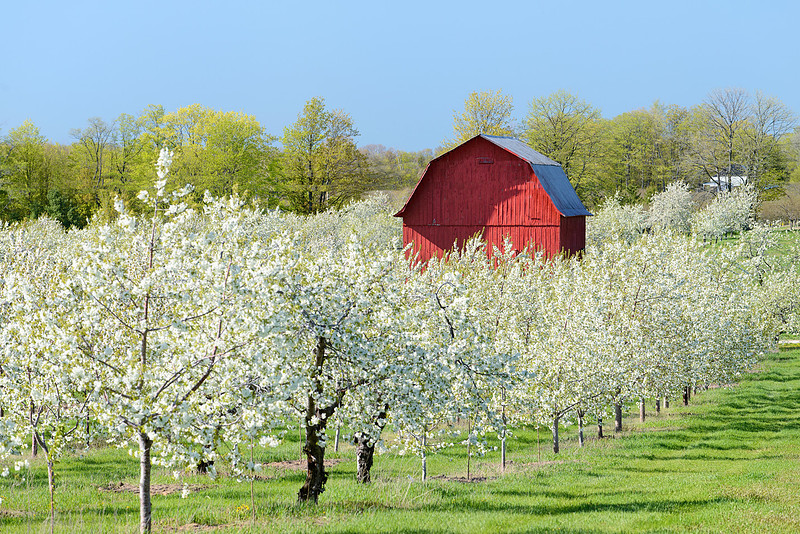 Michigan Nut Photography | Springtime / Flowers | Red barn in the ...